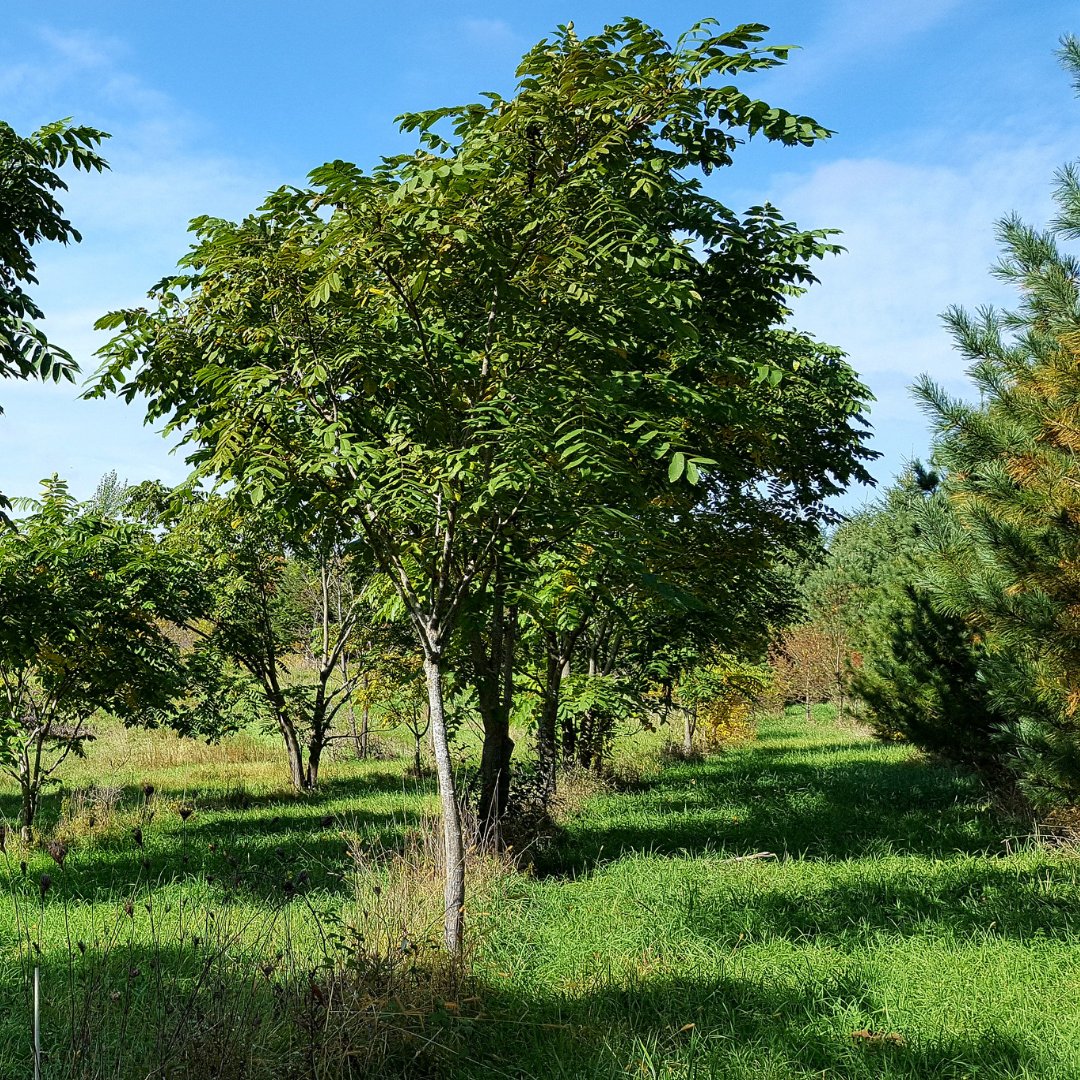 All Products – Forest Agriculture Nursery