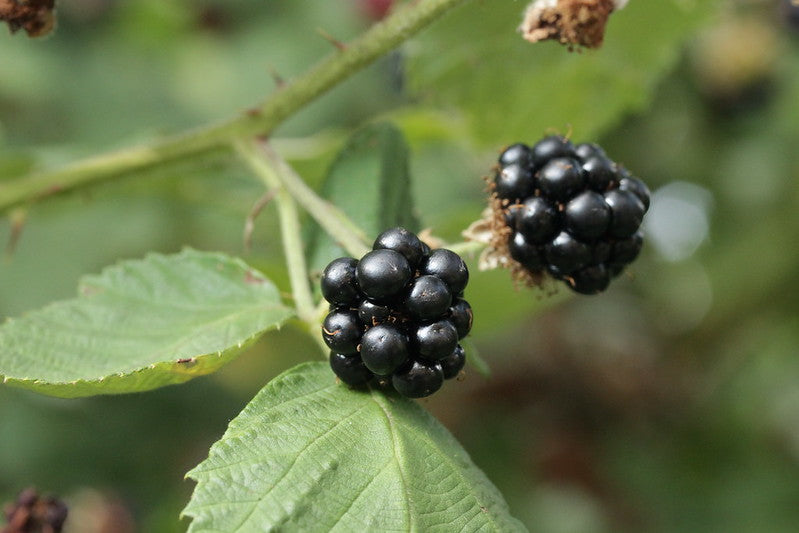 Blackberry (Rubus fruticosus) – Forest Agriculture Nursery