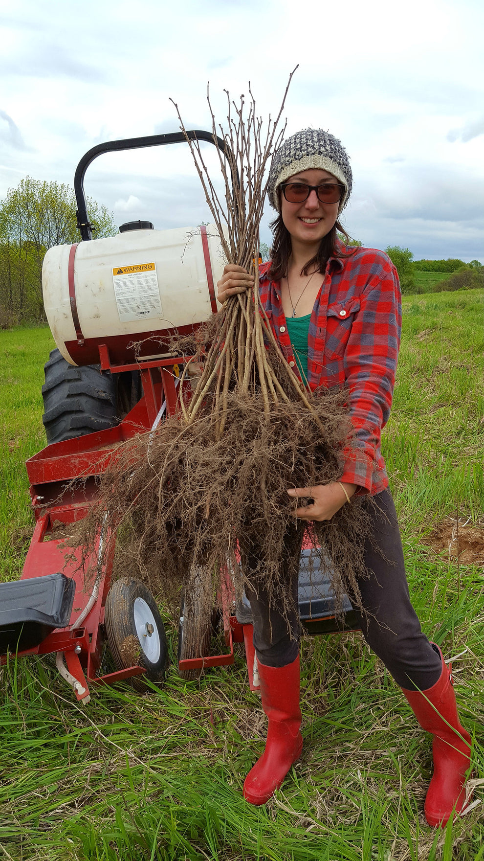 Controlled-Cross Hybrid Hazelnuts (Corylus spp. hybrids) – Forest ...