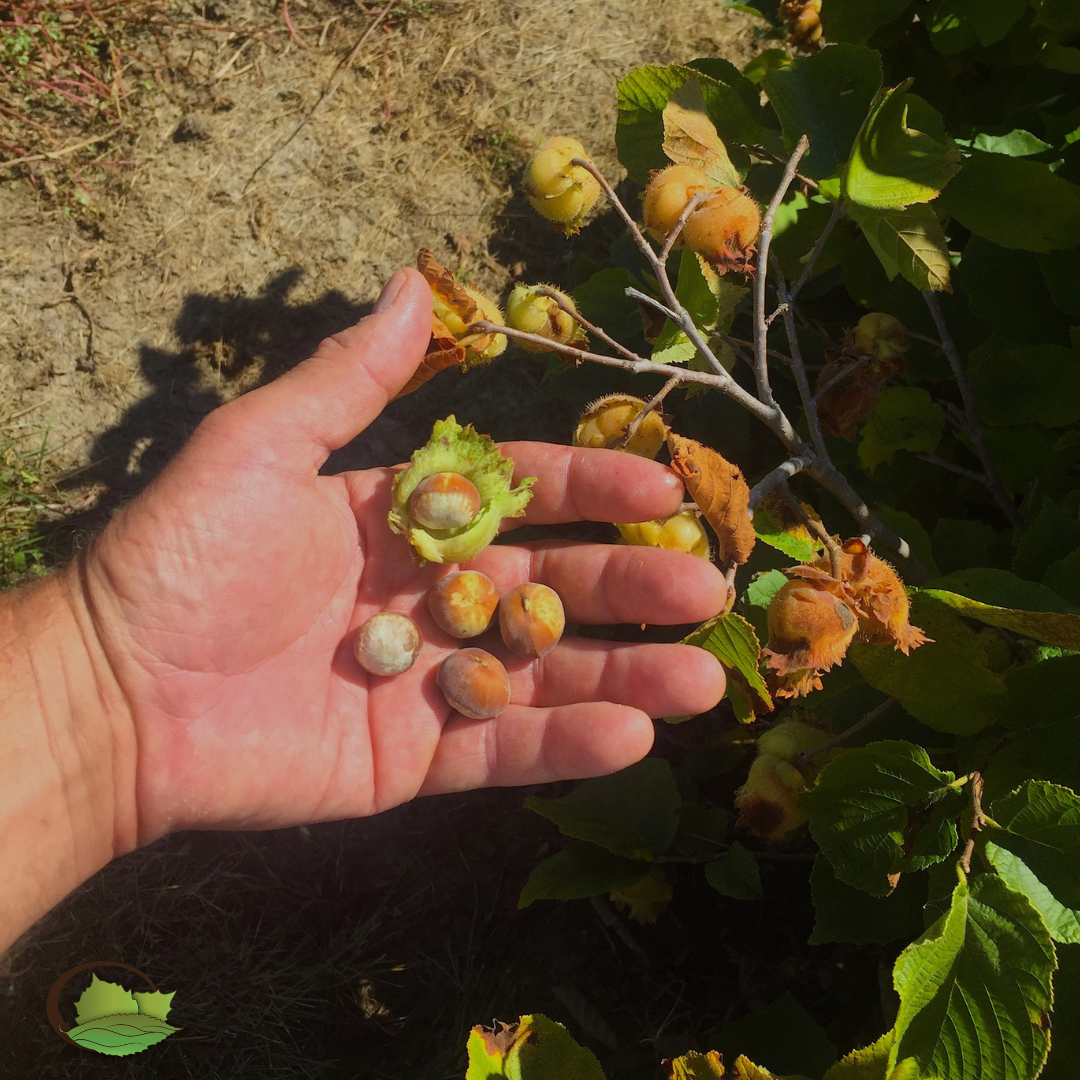 Controlled-Cross Hybrid Hazelnuts (Corylus spp. hybrids) – Forest ...