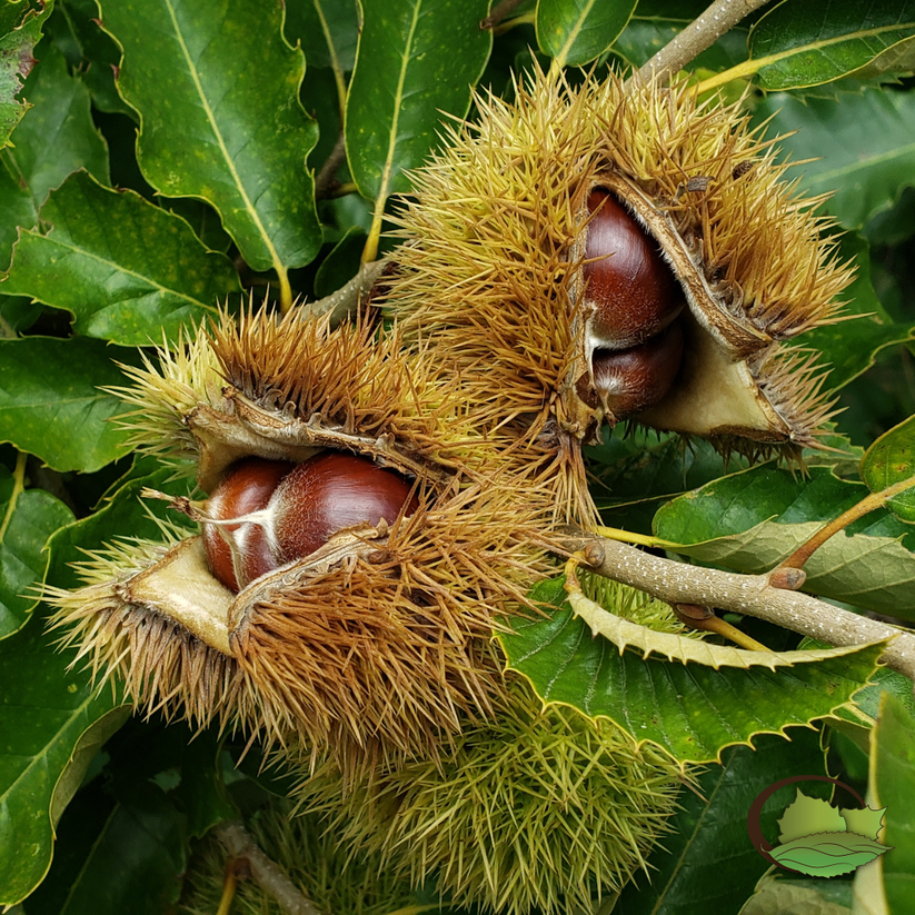 Hybrid Chestnuts (Castanea spp.) – Forest Agriculture Nursery